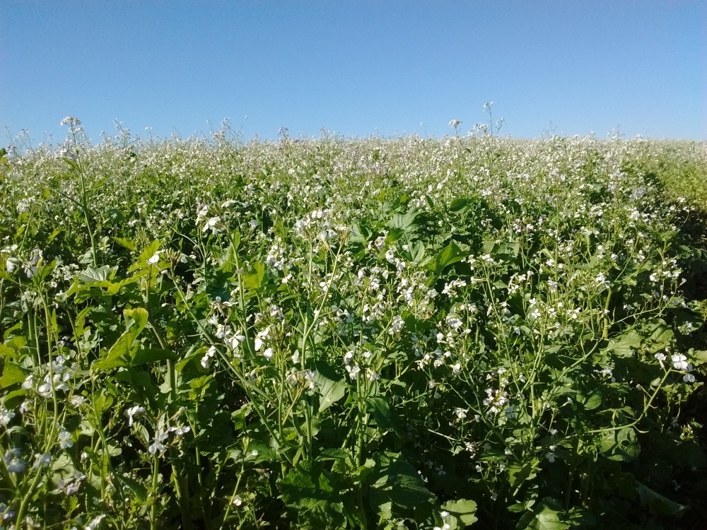 DESSECAÇÃO PARA O PLANTIO DE MILHO