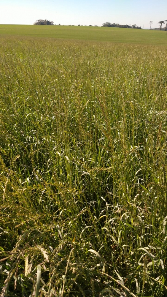 DESSECAÇÃO PARA A SEMEADURA DA CULTURA DO MILHO